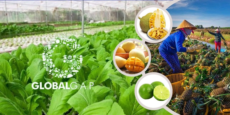 Lợi ích của việc áp dụng GLOBALG.A.P. » Chất Lượng Việt
